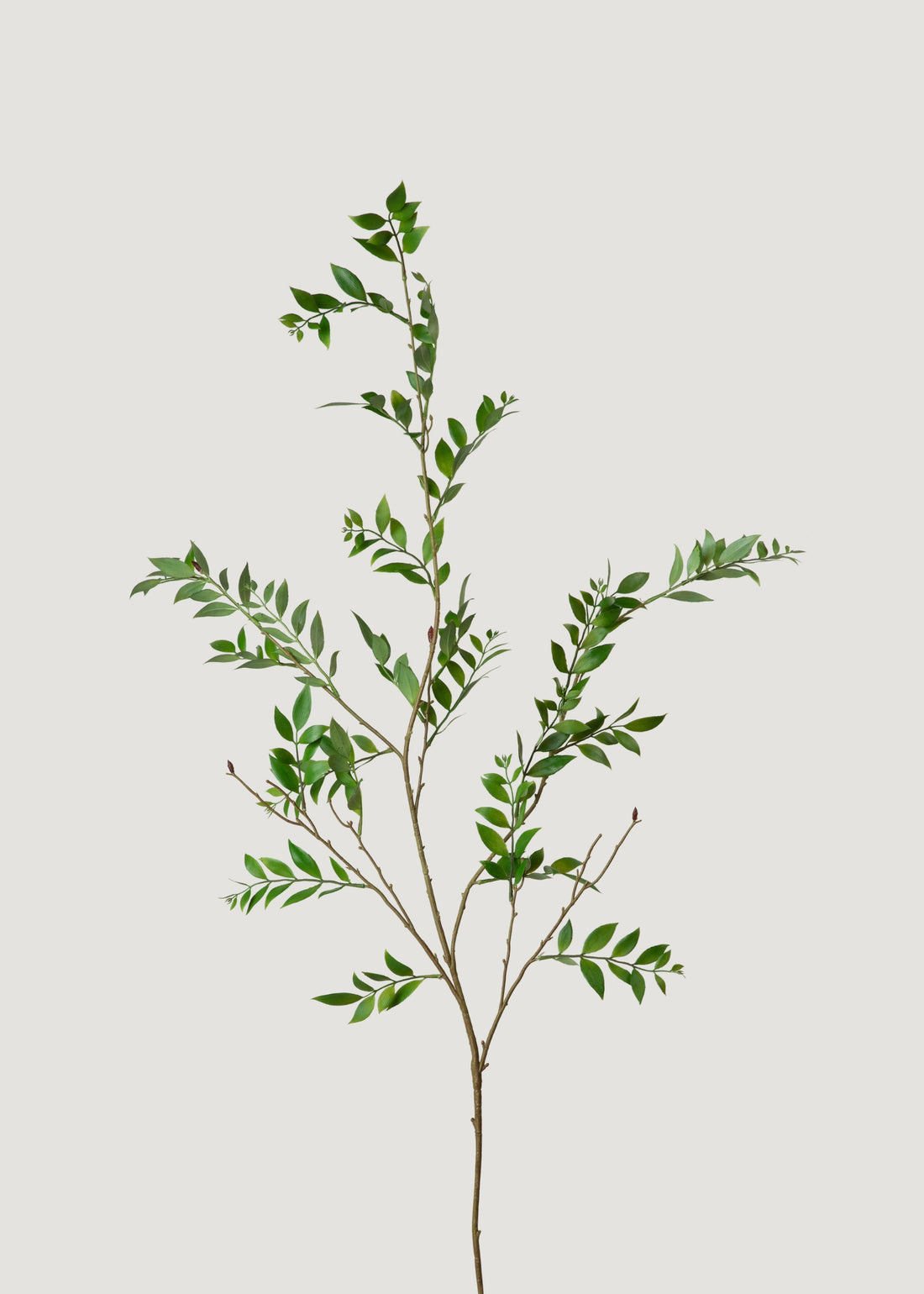 Tall Broadleaf Podocarpus Branch | Faux Branches & Greenery | Afloral