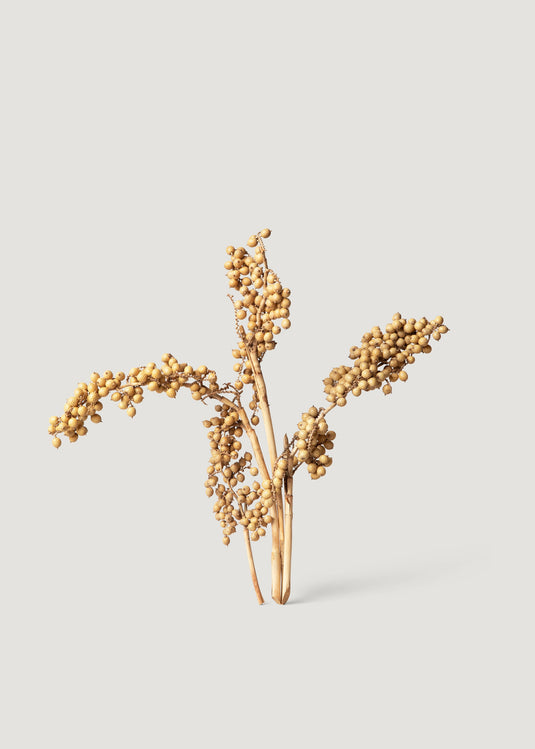 6 oz Bag of Natural Canella Berries | Dried Botanicals | Afloral