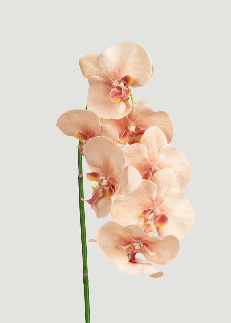 Peach Pink Blooming Orchid | Realistic Faux Flowers at Afloral
