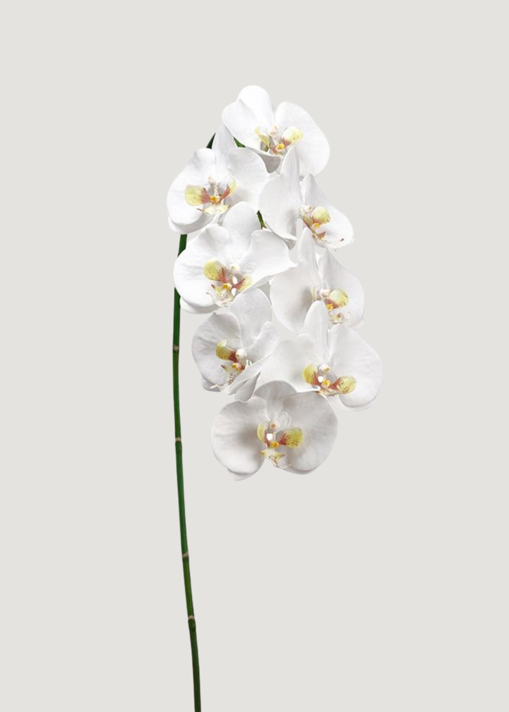 Faux White Orchid Stem | Artificial Blooming Flowers | Afloral