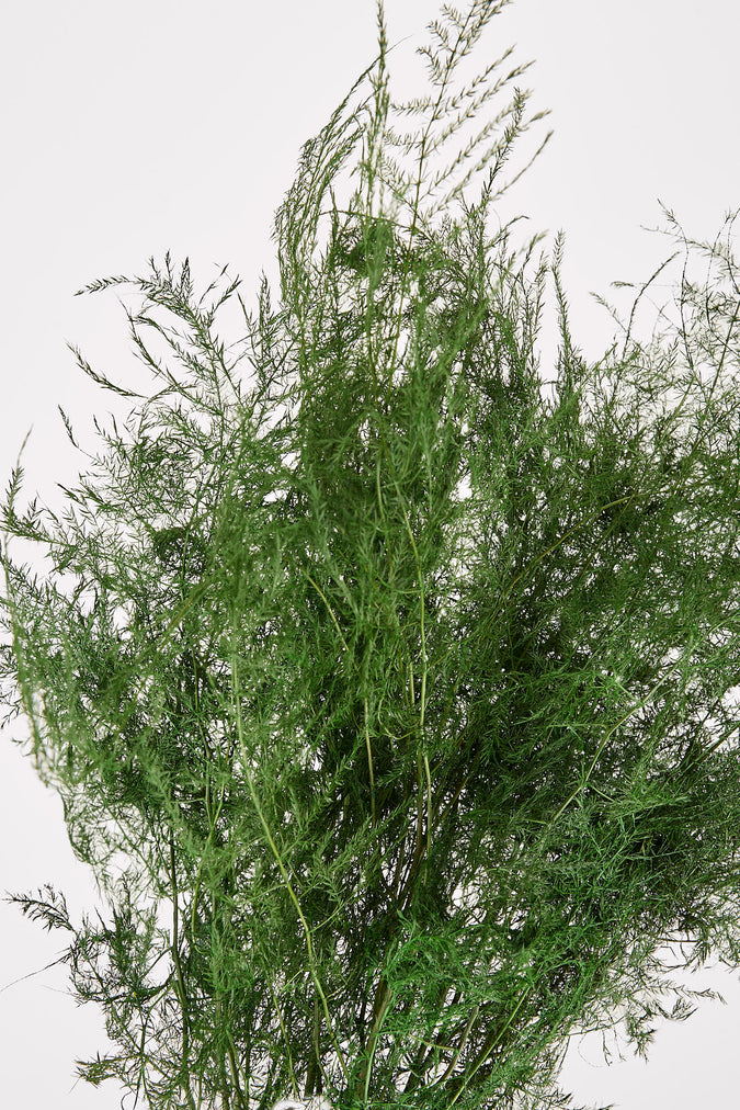 Preserved Plumosus Fern | Dried Grasses at Afloral.com