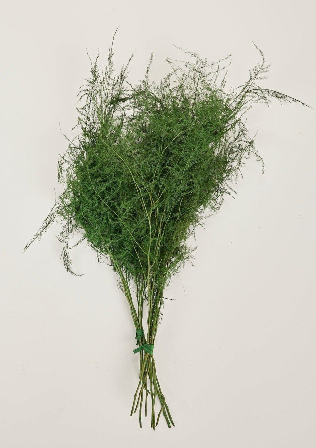Preserved Plumosus Fern | Dried Grasses at Afloral.com