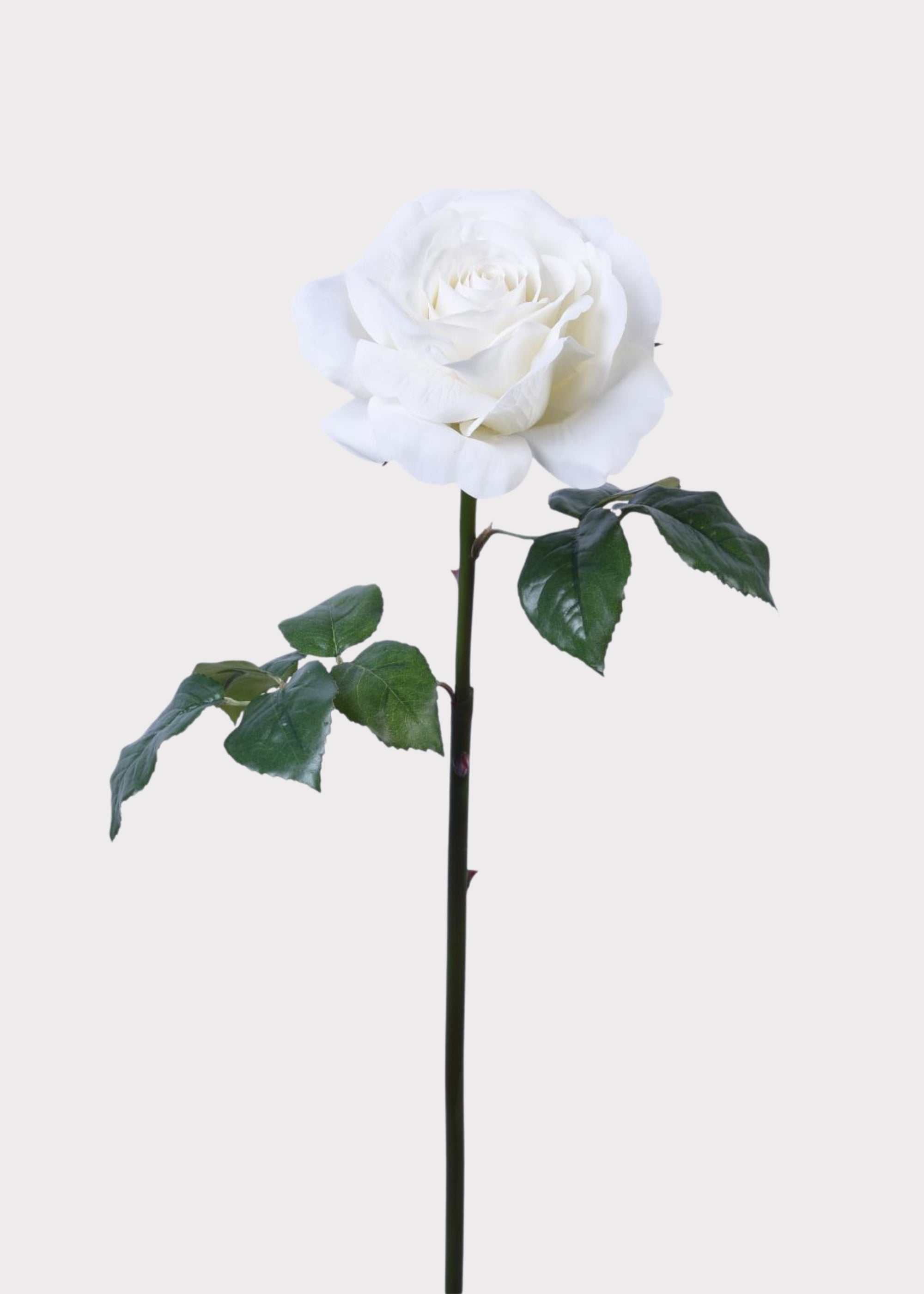 Fake Rose Stem in White | Natural Touch Flowers | Afloral