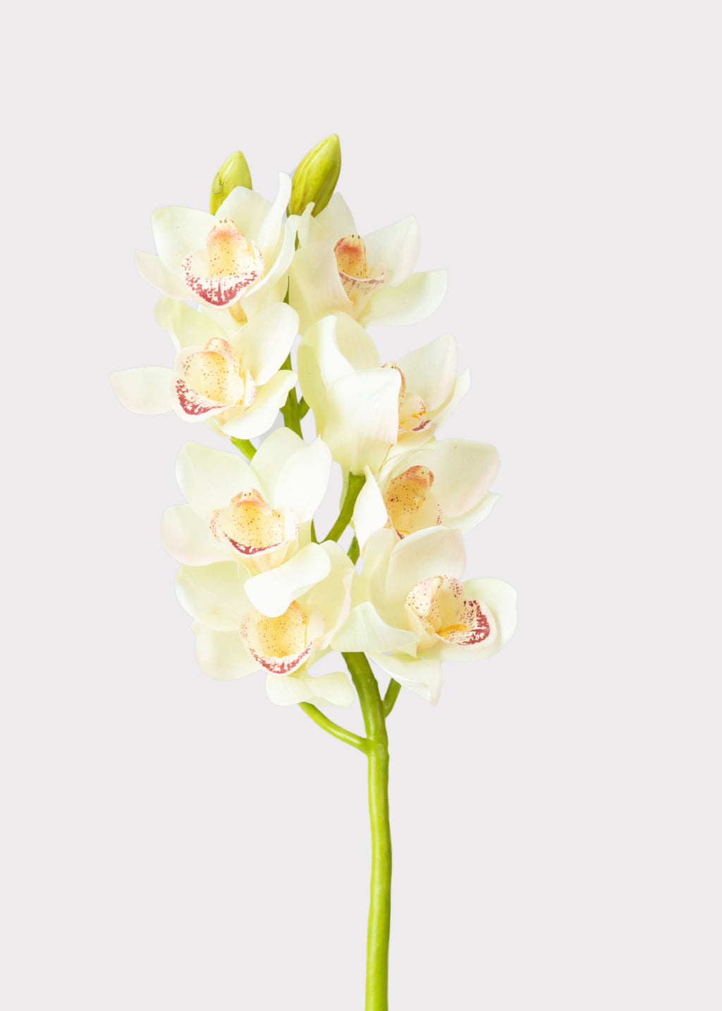 Cream Cymbidium Orchid | Artificial Tropical Flowers | Afloral