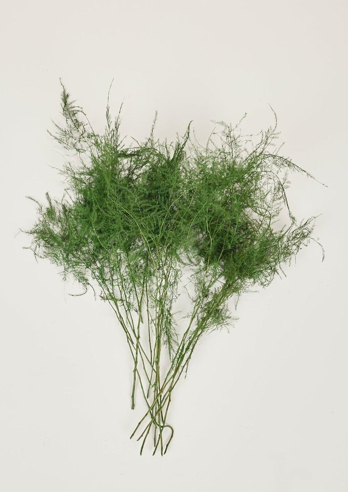 Preserved Plumosus Fern | Dried Grasses at Afloral.com