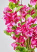 Fuchsia Bougainvillea Bush | Faux Tropical Flowers at Afloral.com